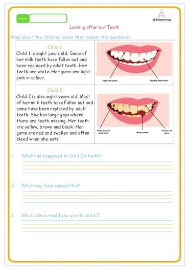 Types And Function Of Teeth By Js23learnings Tpt