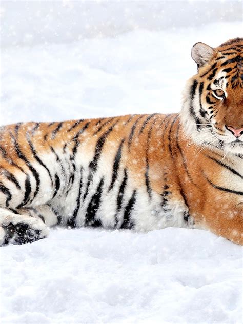Siberian Tiger Photos