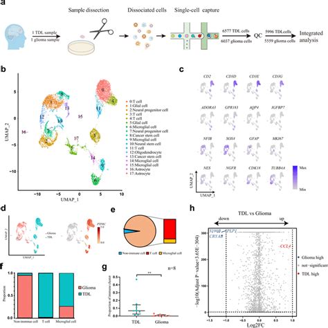 The Difference Of Cell Type Composition And Transcriptomic Level