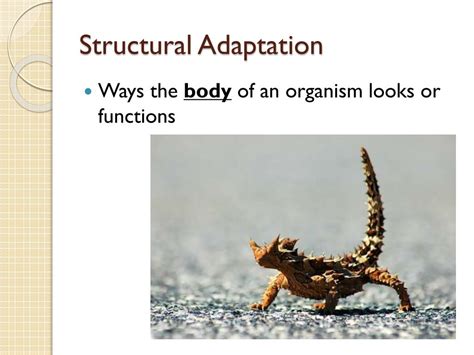 Ppt Adaptations Powerpoint Presentation Free Download Id 2702203