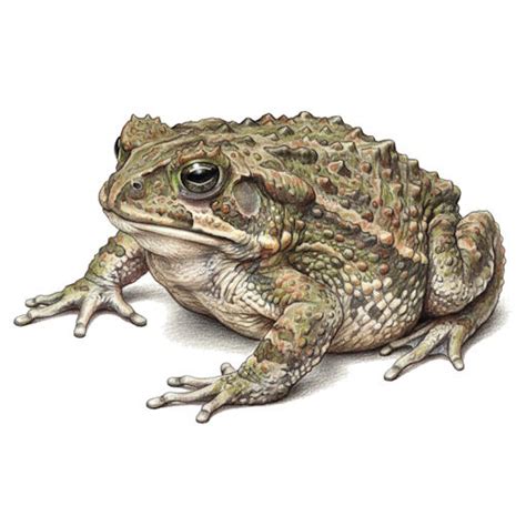 Fun Facts About The Surinam Toad Virtual Wildlife Park