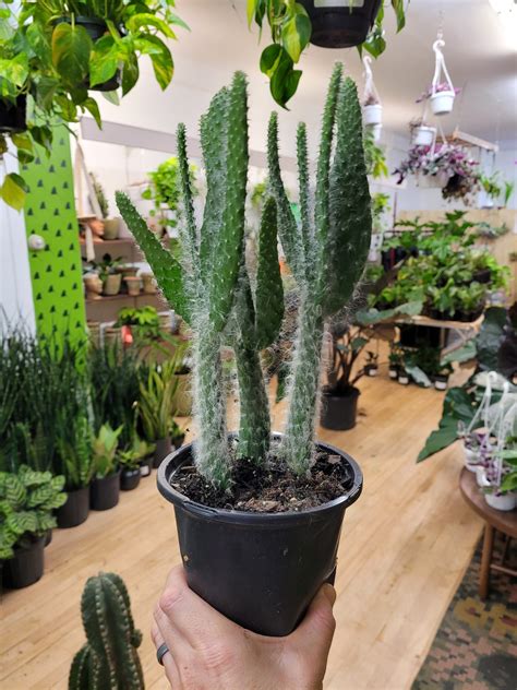 Opuntia Snow Fuzzy Cactus The Curious Plantaholic