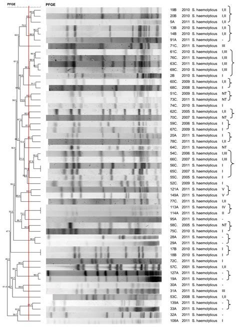 Dendrogram Generated By Diceupgma Analysis Bionumerics Applied