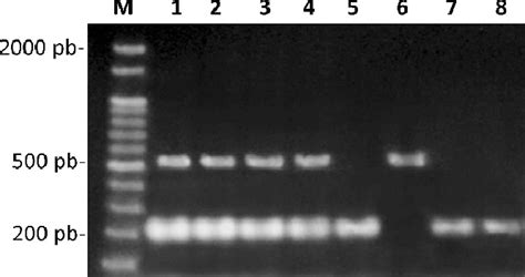 Clinical Application Of The Mpcr For The Simultaneous Detection Of M