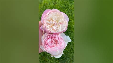 Misaki And Constance Comparison Both Are Beautifully Scented Which One Do You Like Better