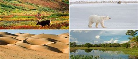 Ecosistema Terrestre El Ecosistema