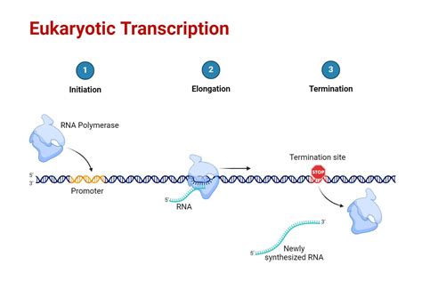 Eukaryotic Transcription Enzymes Features Steps Uses