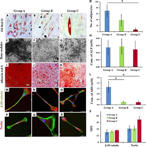 Multipotent Differentiation Potentials At Gary Razo Blog