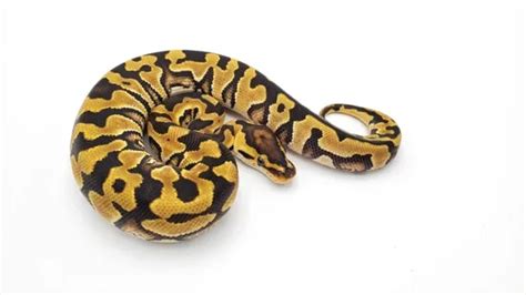 Super Splatter Migraine Ball Python By Hingles Herps