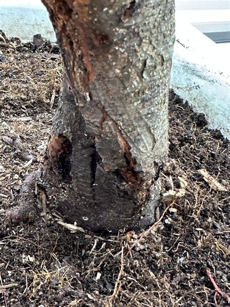 Potted Fruit Tree Pest Issue R Fruittree