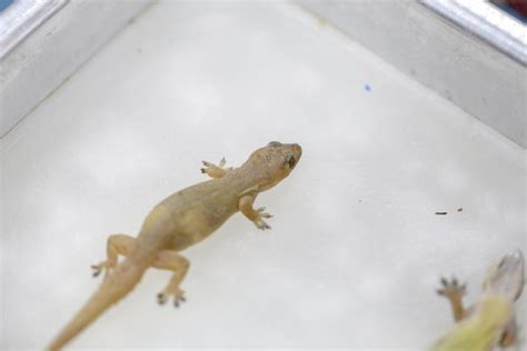 รูปภาพmonogenean เลือกดูภาพถ่ายสต็อก เวกเตอร์ และวิดีโอ98 Adobe Stock