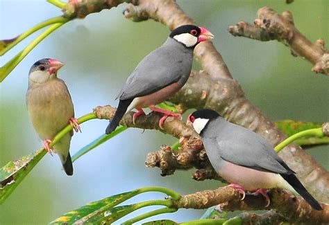 Java Sparrows With Juvenile In Princeville Kauia An Inva… Flickr