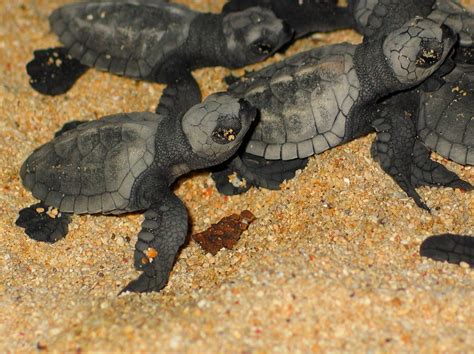Turtle Hatching Siladen Snorkeling And Dive Resort Indonesia