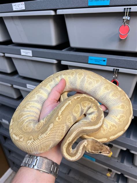 Butter Sunset Ball Python By Captive Bred Specialties Morphmarket