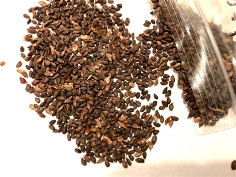 Engelmann Spruce Tree Seeds Picea Engelmannii Treeseedman Com Tree Shrub And Flower Seeds