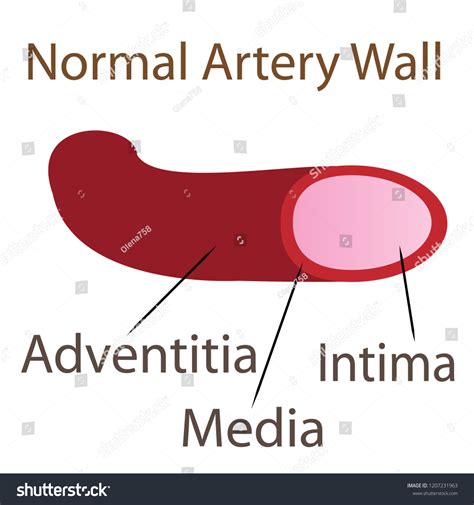 Normal Artery Wall Anatomy Medical Vector Stock Vector Royalty Free