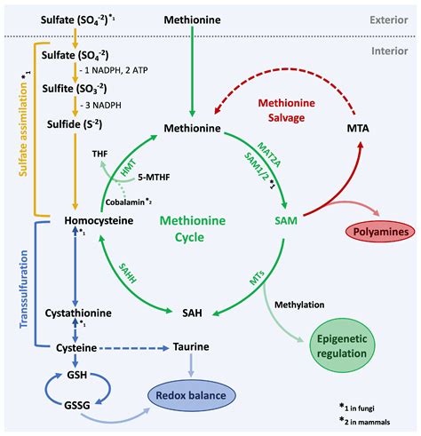 Methionine Homocysteine