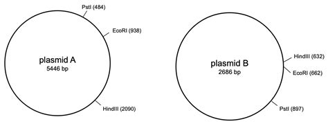Solved You Find Out That The Mystery Plasmid Is One Of Two