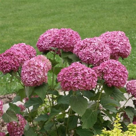 14 Dwarf Hydrangeas That Stay Small Without Pruning Garden Design