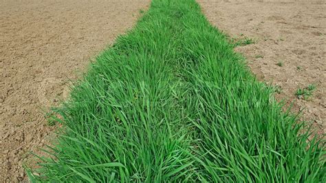 Strip Of Babe Fresh Green Grass Between Areas Of Cultivated Soil On Both Sides Stock Image