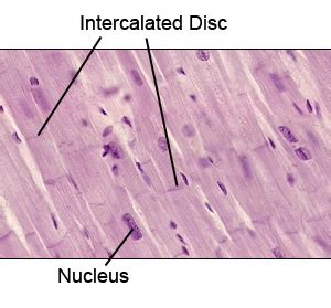 Cardiac Muscle Tissue Intercalated Discs