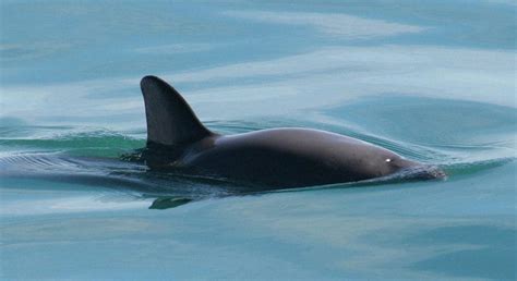 Vaquita Facts Size Habitat Population Pictures And More