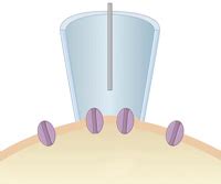 Patch Clamp Electrophysiology Principle Applications Neuroscience JoVe