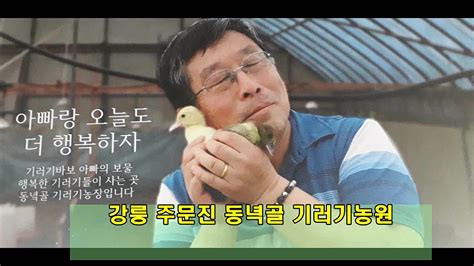 강릉기러기농장 동녁골기러기농원 네이버 Tv