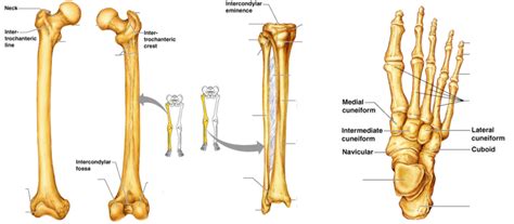 Femur And Tibia Anatomy Anatomy Sketchbook Part Vi The Femur
