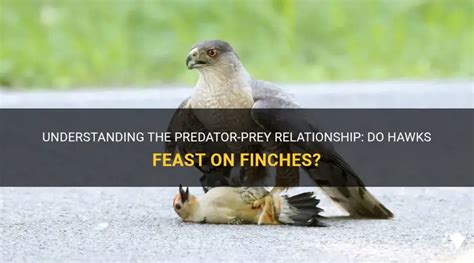 Understanding The Predator Prey Relationship Do Hawks Feast On Finches