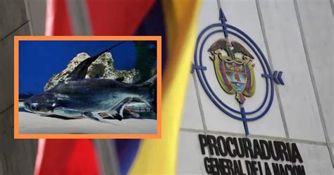 Procuraduría Pidió Informe A La Aunap Sobre Problemática Del Pez Basa