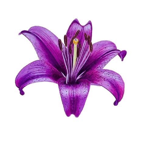 Finished Purple Lily For Website Lilies Drawing Drawings Colored