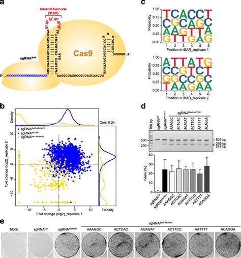 A Design Based Crispr Screening Via The Grnaibar Method A Schematic