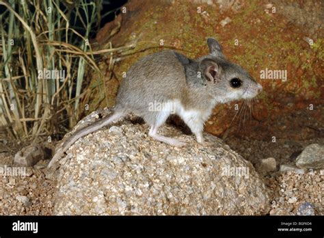 Grasshopper Mouse Cute