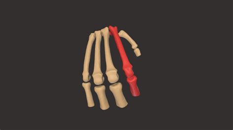 Chimpanzee Hand Skeleton Hinge Joint 3d Model By Blackburn Lab Ufherps [857dbdc] Sketchfab