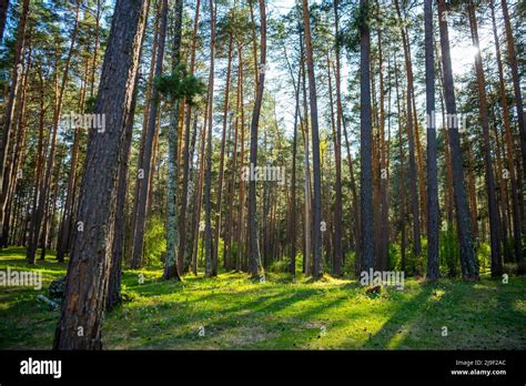Forest With Fir Spruce And Pine In The Russian Taiga Of Gorny Altai