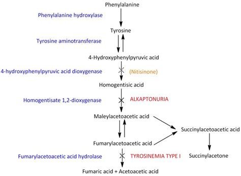 Tyrosinemia Pathway