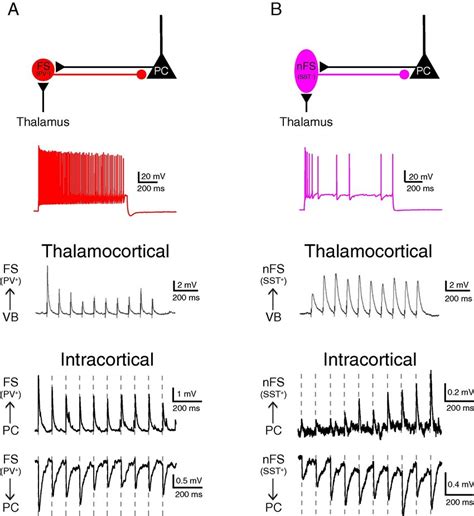 Thalamocortical And Intracortical Synaptic Connections Formed By Fast