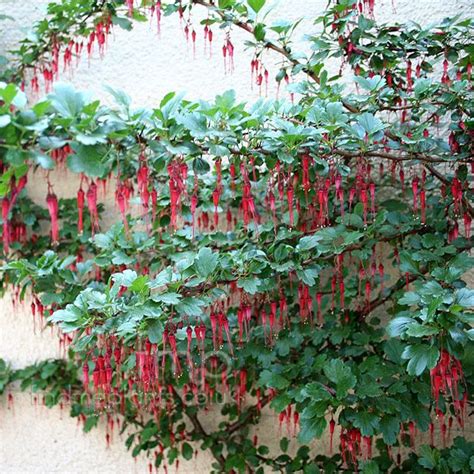 Ribes Speciosum California Native Garden