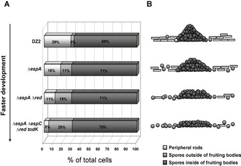 9 Analysis Of The Developmental Subpopulations In The Nr Mutants A Download Scientific