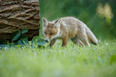 Zorro Rojo Vulpes Vulpes En Bosque Europeo Foto Gratis