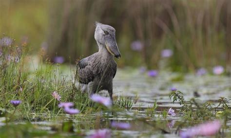Shoebill Stork Facts Size Location Height Diet Videos