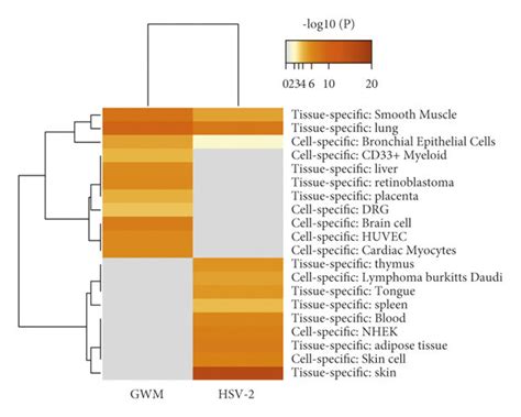 Of Histospecific Gene Enrichment Analysis In Pagenbase Download Scientific Diagram