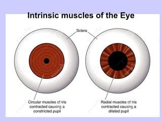 Intrinsic Muscles Of The Eye