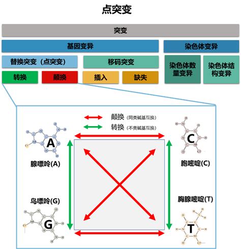 聊聊基因编辑技术的前世今生ZFNTALENCRISPR 基因敲除细胞 点突变 文库筛选 CRISPR检测 艾迪基因官网