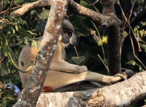 Trachypithecus Pileatus Tenebricus Tenebrous Capped Langur — Coke Smith