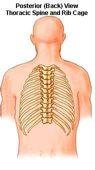 Understanding Spinal Anatomy Regions Of The Spine Cervical Thoracic