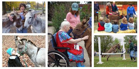 Cornell Cooperative Extension Owning Donkeys Class And Donkey Hike