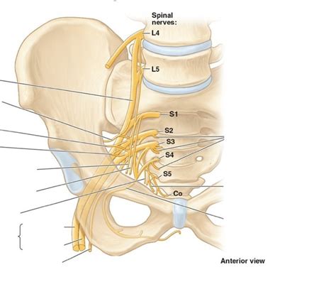 763 Pelvic Spinal Nerves And Plexus Diagram Quizlet