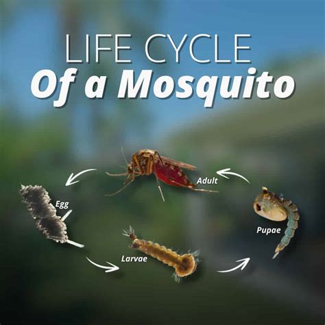 Common Mosquito Breeding Spots And How To Stop The Cycle Inside And Out